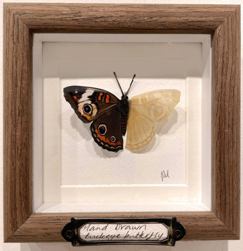 Jen Selmore - "Descaled - Buckeye Butterfly" - coloured pencil on tone ...