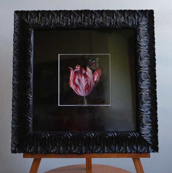 Jennifer Allnutt - "Semper Augustus with Butterfly" - oils on aluminiu ...